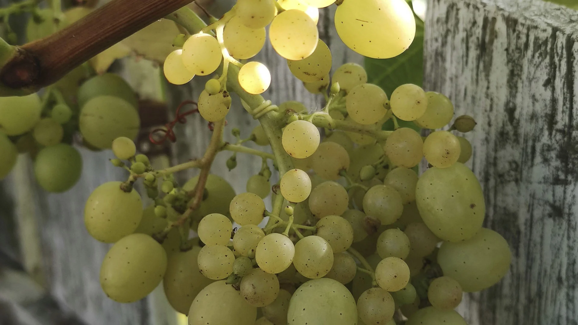 Aligoté Grape Varietal: Discover Burgundy's Hidden Gem